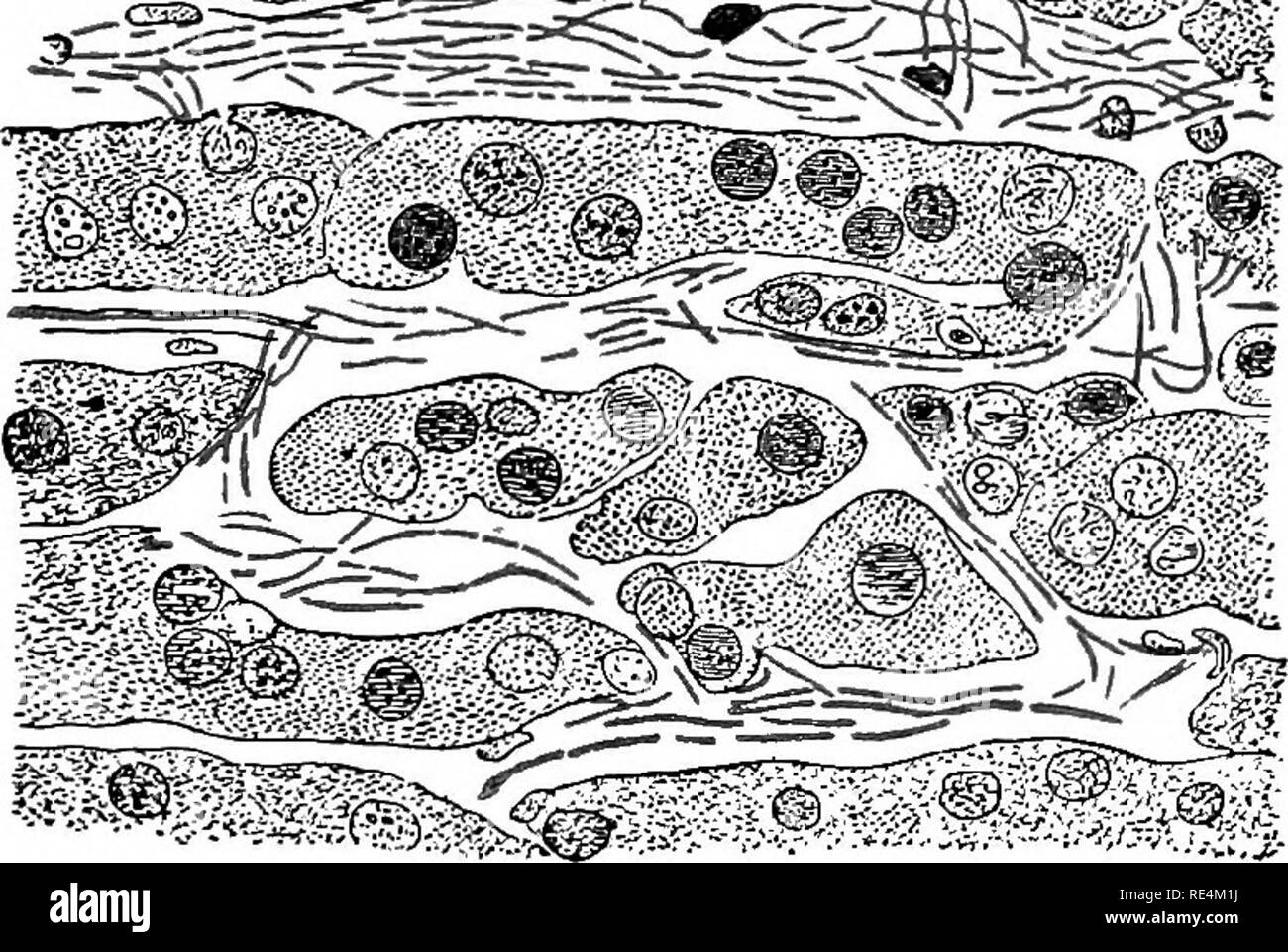 Algerian species Black and White Stock Photos & Images - Alamy