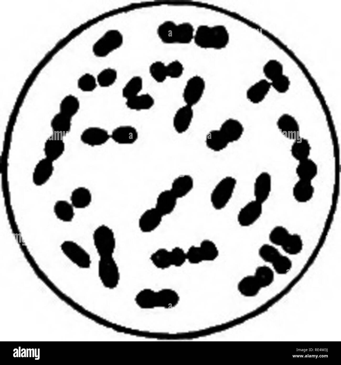 Diplococcus bacteria hi-res stock photography and images - Alamy