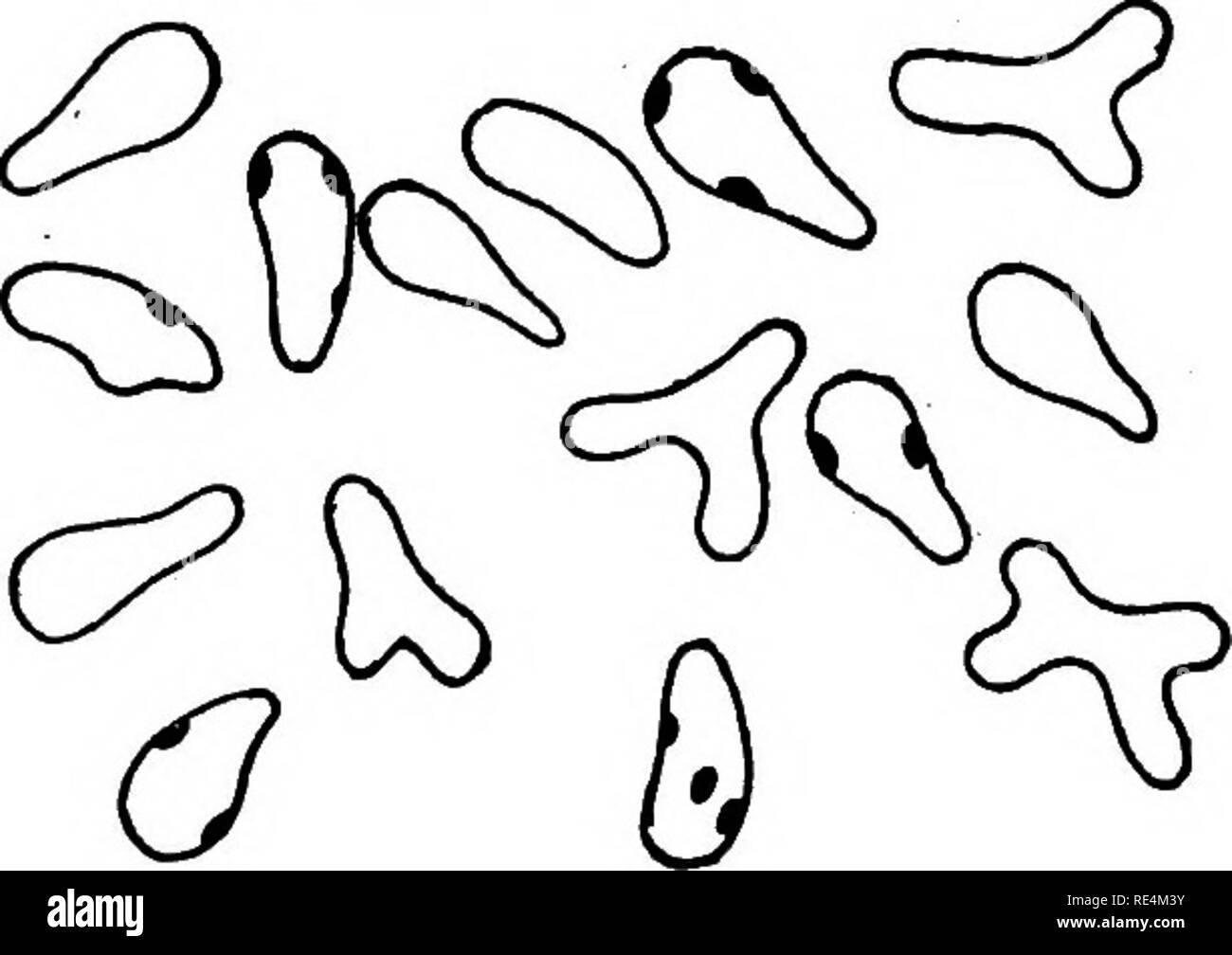 Tubercle bacteria hi-res stock photography and images - Alamy