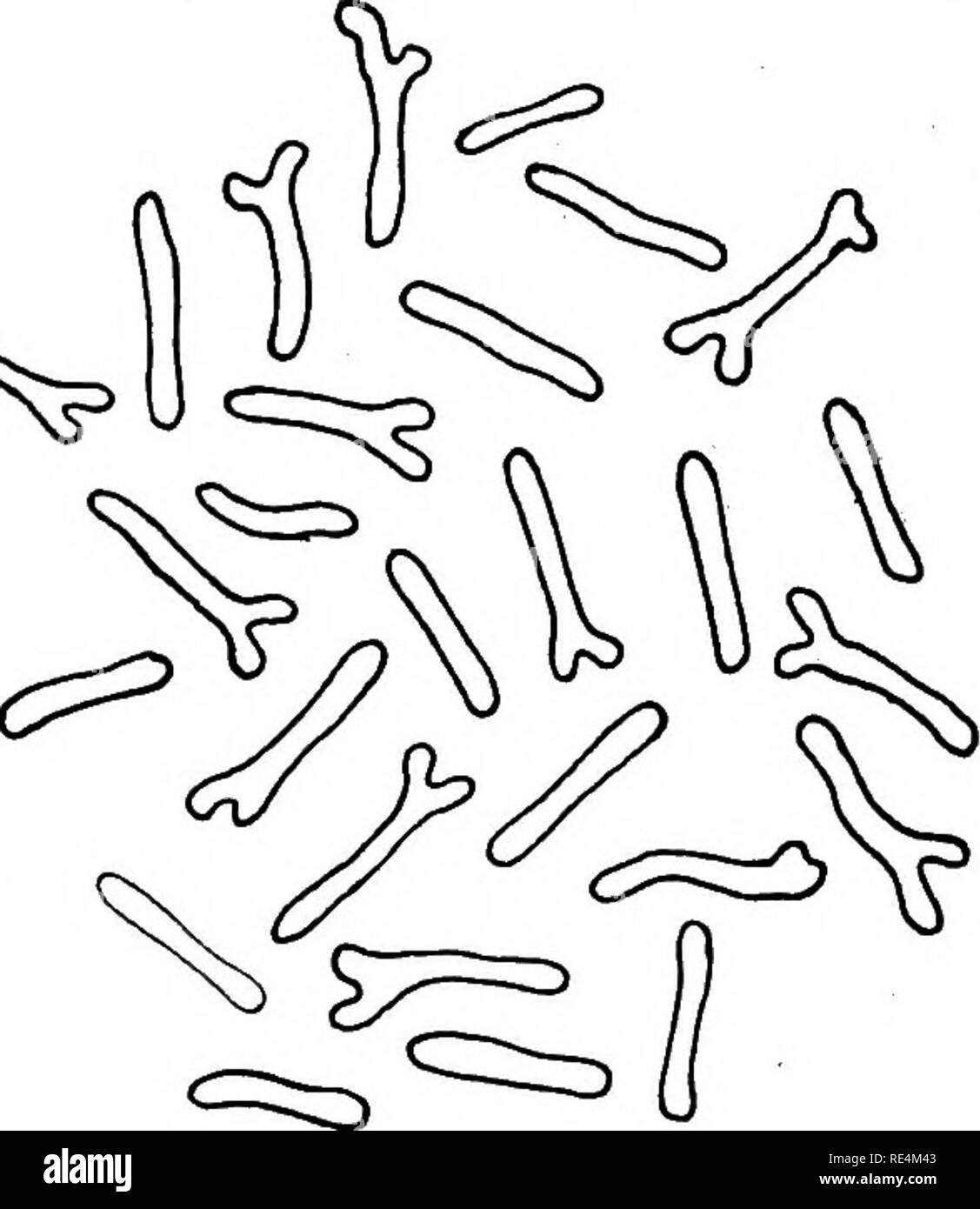 Rhizobium Bacteria Microscope