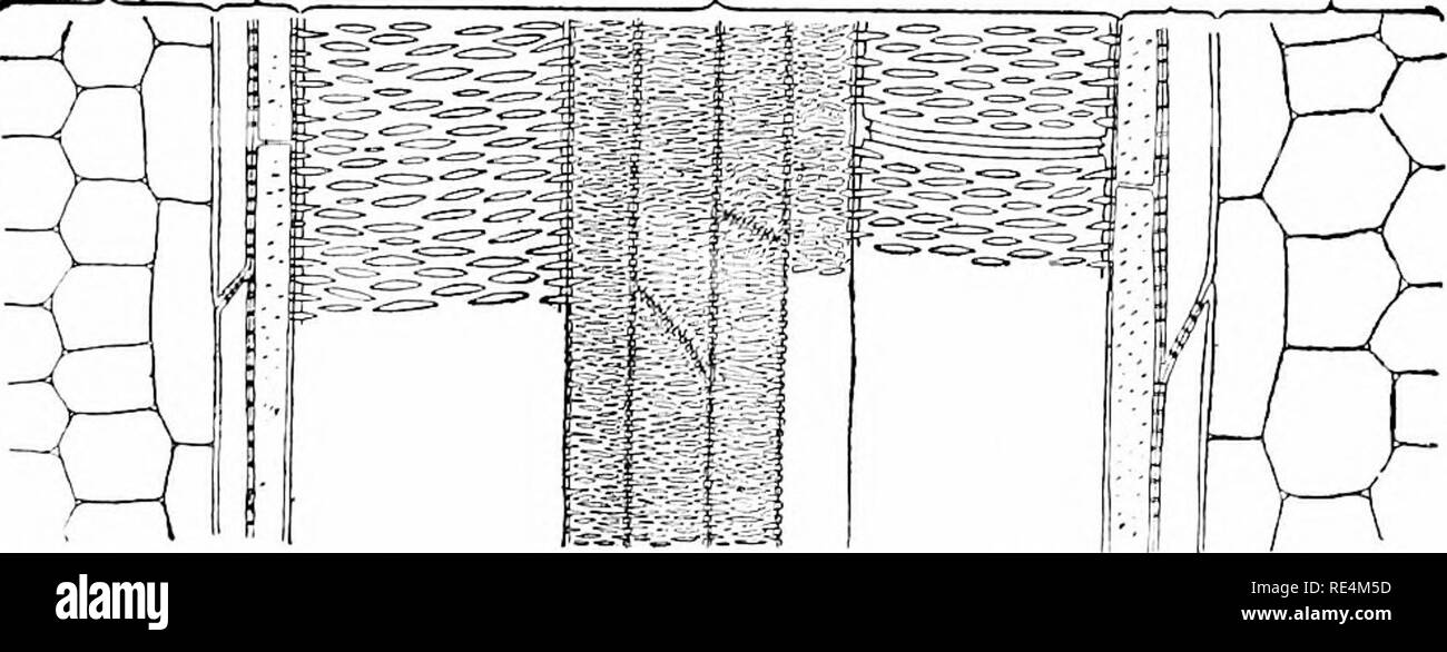 Longitudinal section phloem hi-res stock photography and images - Alamy