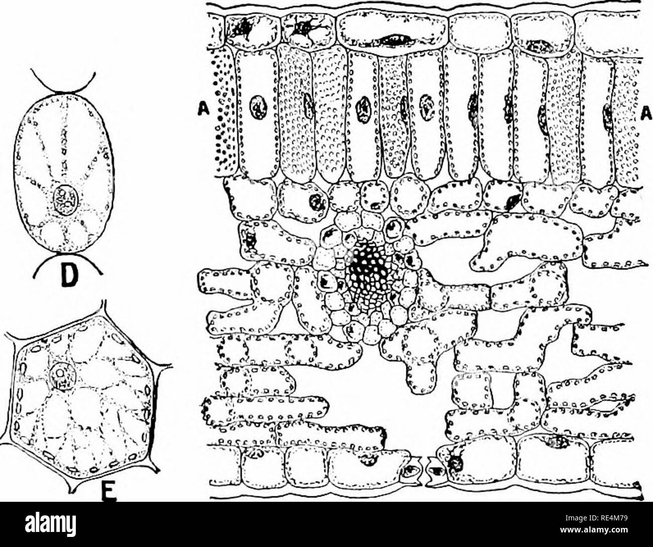 Life cycle of corn Black and White Stock Photos & Images - Alamy