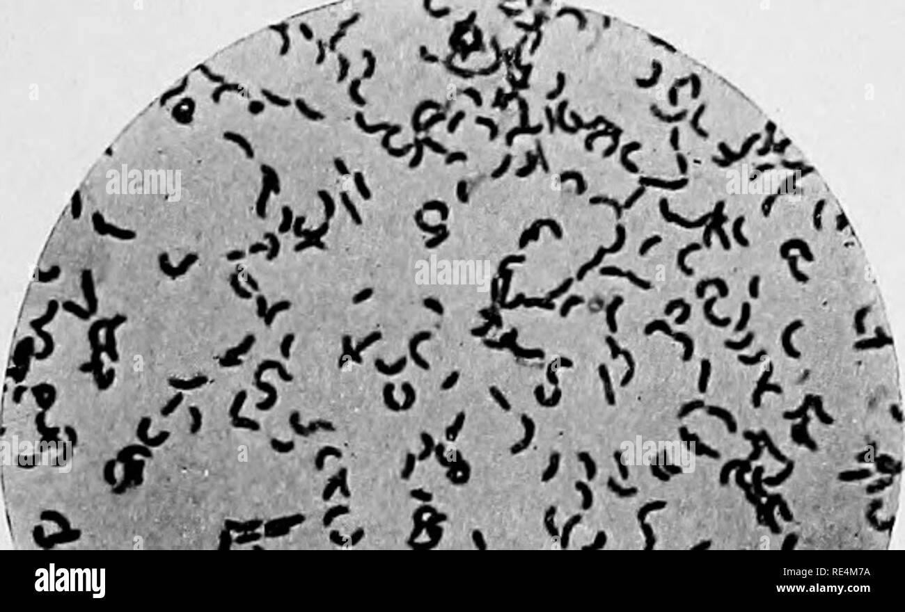 Spirillum sp Black and White Stock Photos & Images - Alamy