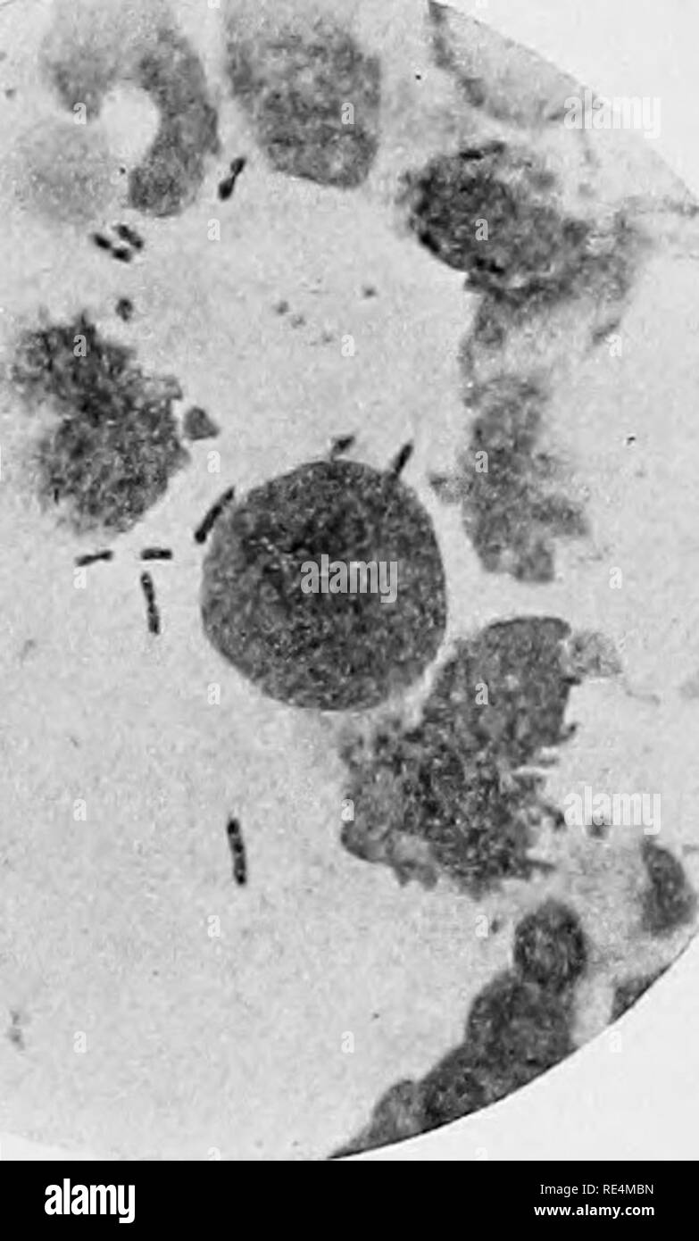 . Manual of bacteriology. Bacteriology. THE GLANDERS BACILLUS. 277 ...