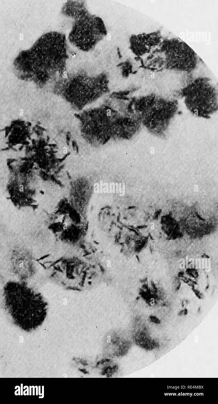 . Manual of bacteriology. Bacteriology. POSITION OF THE BACILLI. 271 f