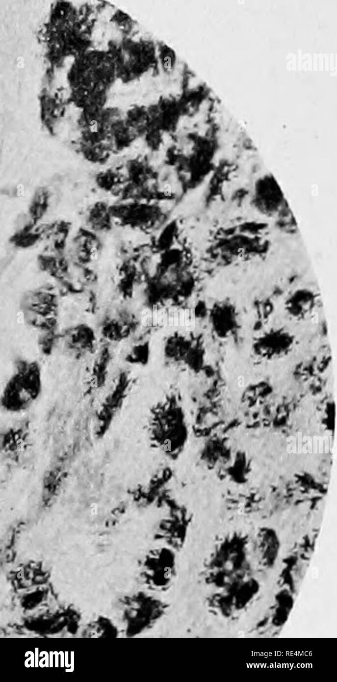 . Manual of bacteriology. Bacteriology. 270 LEPROSY. have a. size as ...