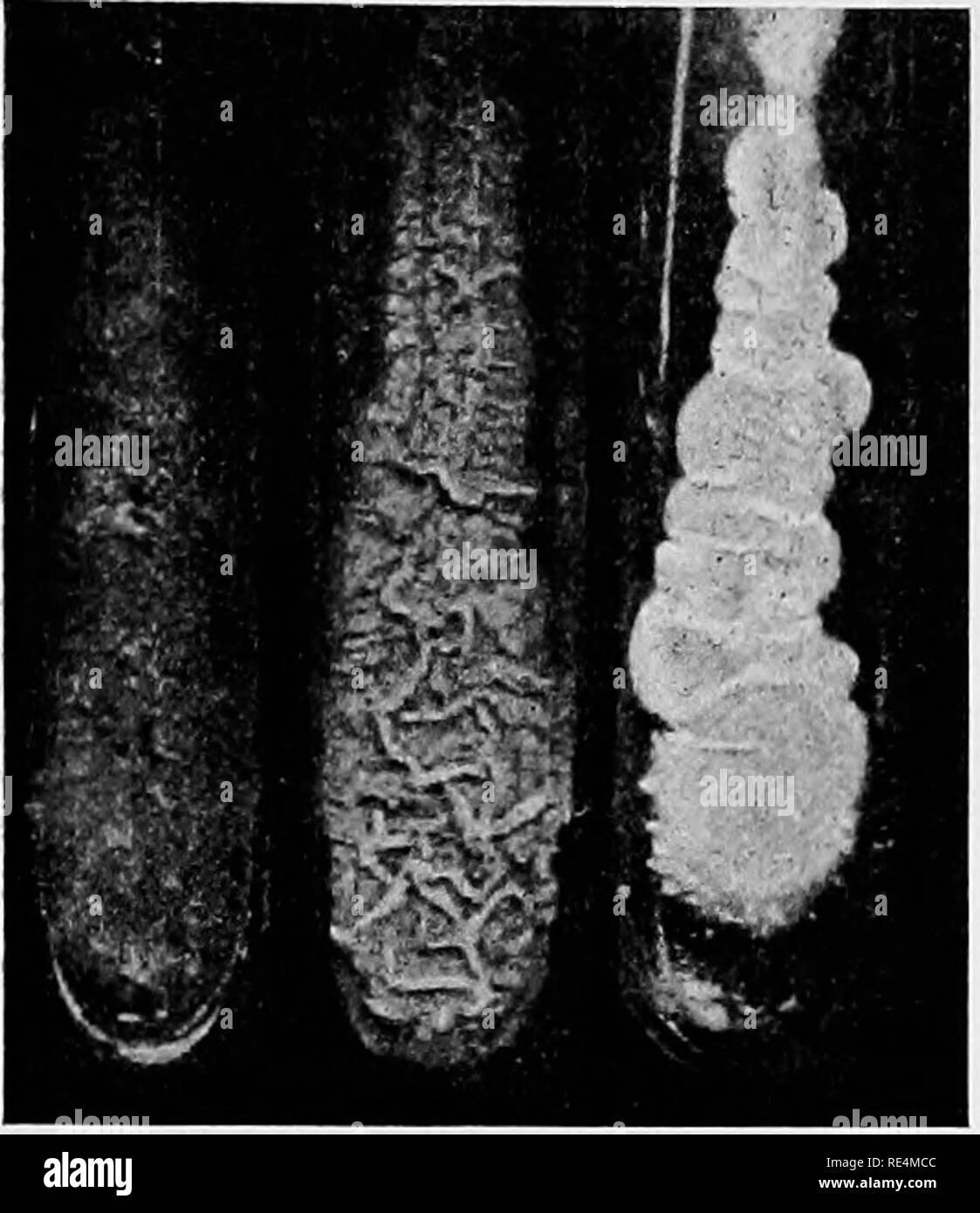 . Manual of bacteriology. Bacteriology. 256 TUBERCULOSIS. Petri and ...