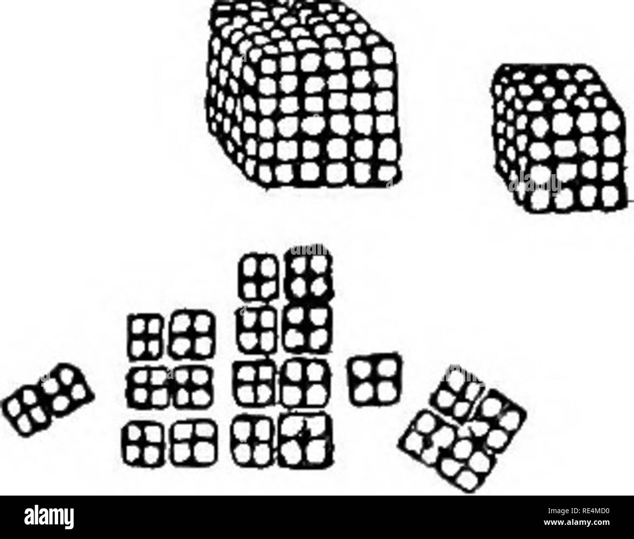 Streptococci chains hi-res stock photography and images - Alamy