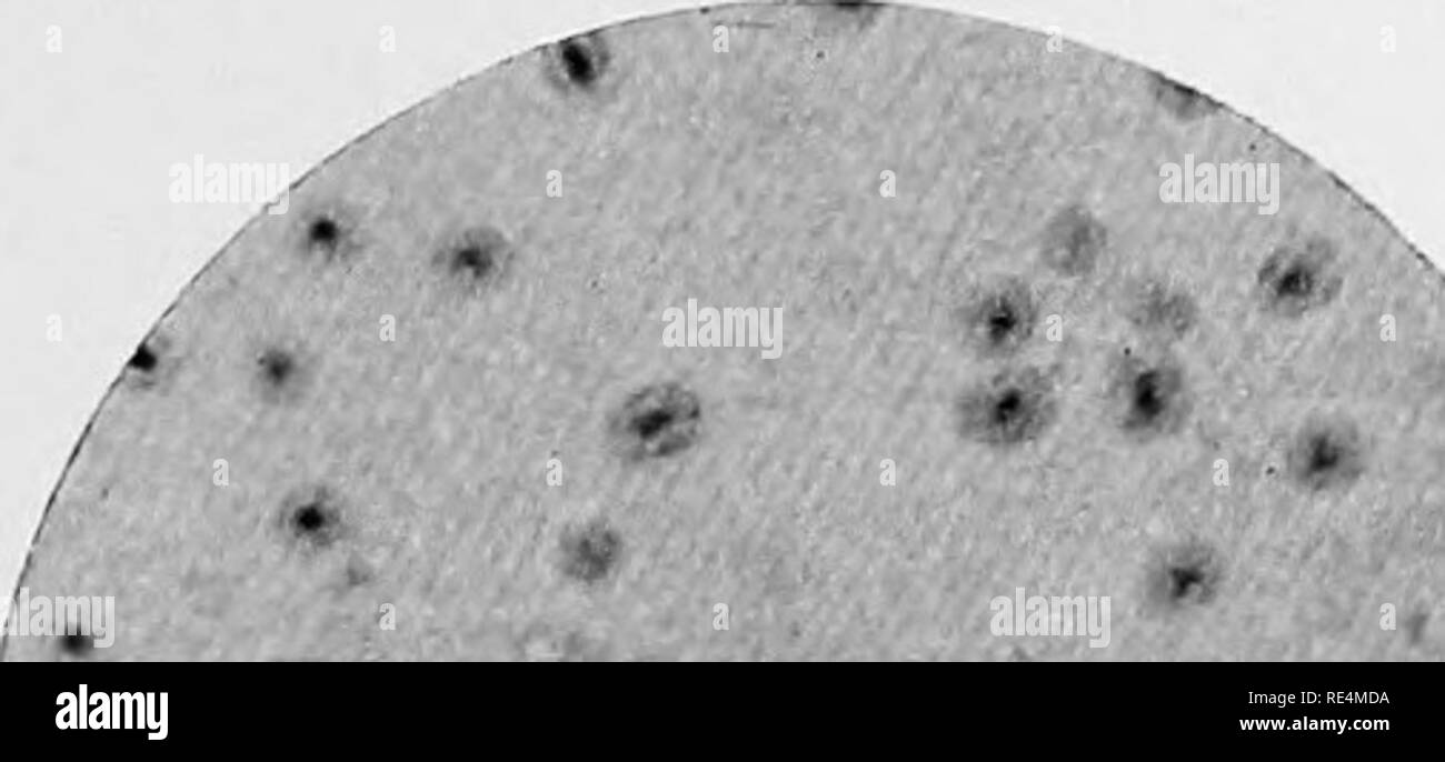 . Manual of bacteriology. Bacteriology. FRIEDLANDER'S PNEUMOBACILLUS ...