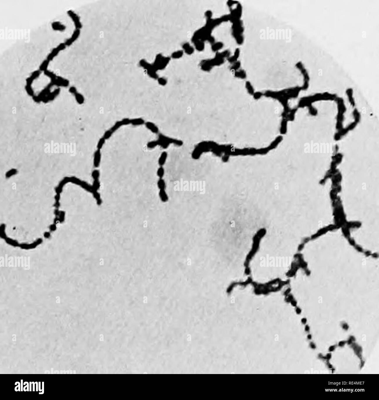 Diplococci Black and White Stock Photos & Images - Alamy