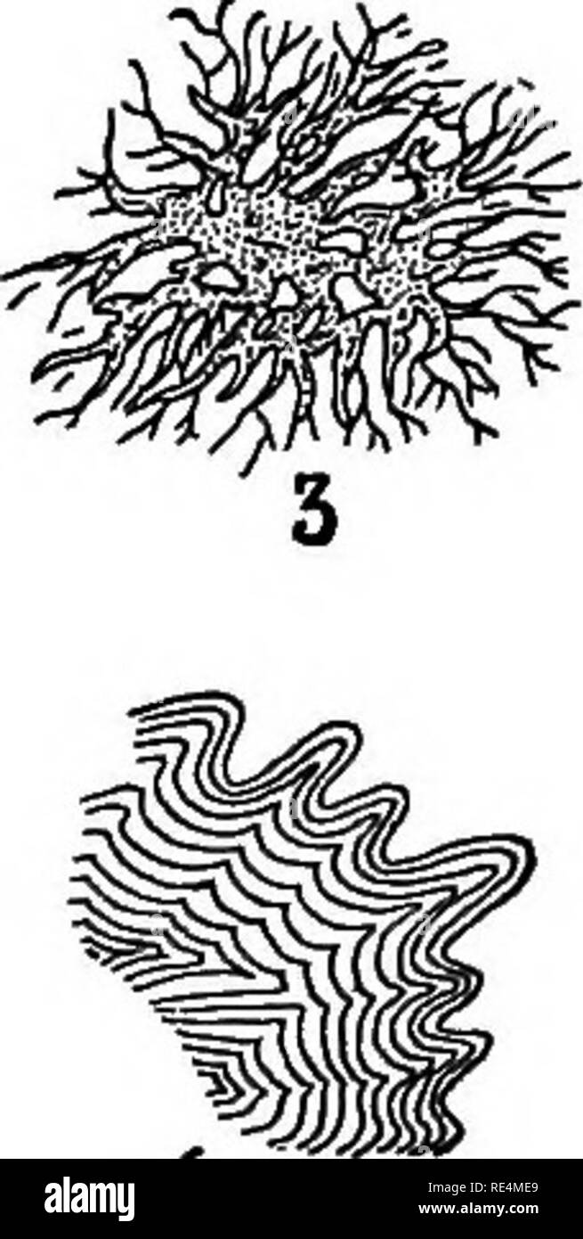 Veinlike structure Black and White Stock Photos & Images - Alamy