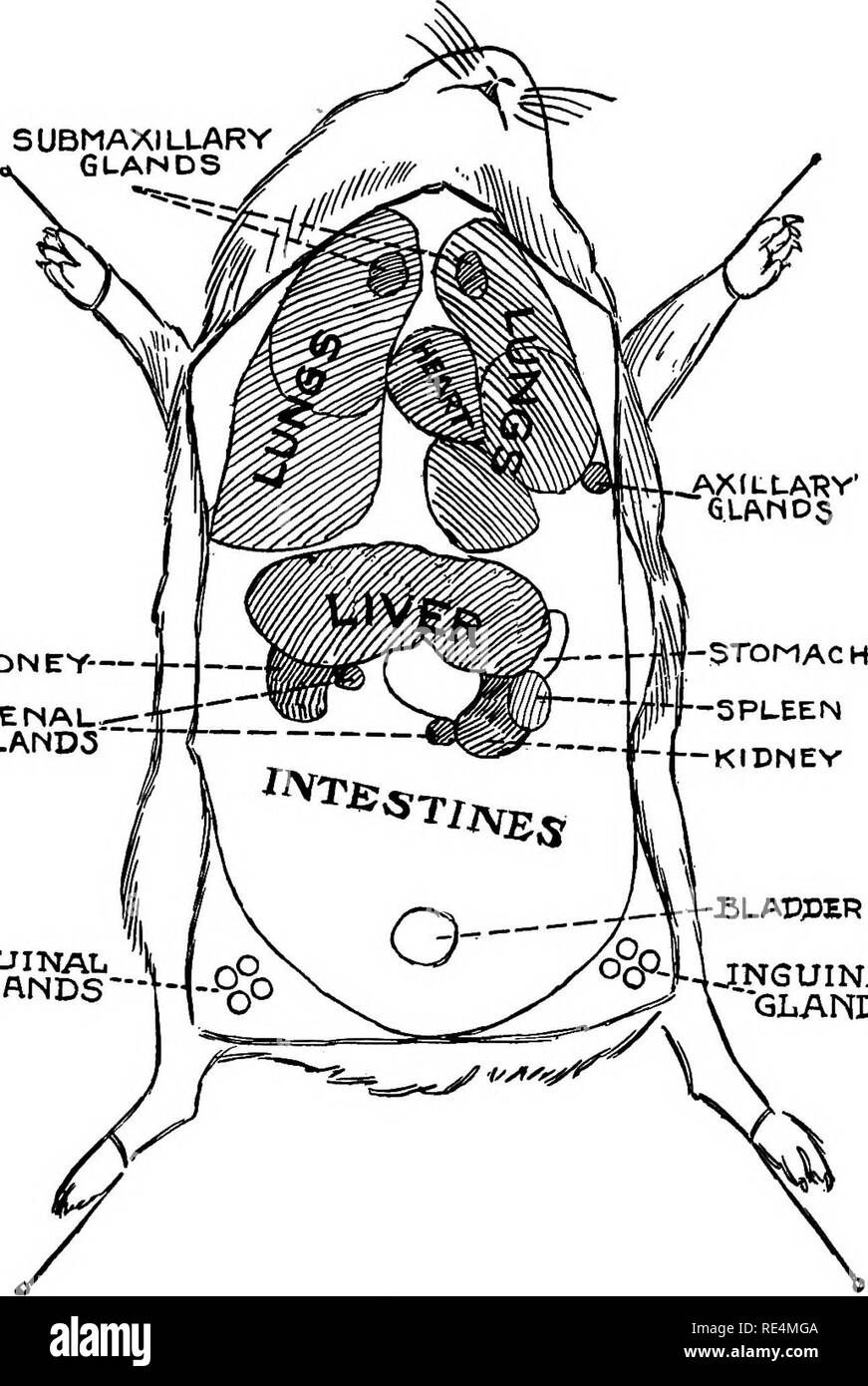 Guinea pig and laboratory Black and White Stock Photos & Images - Alamy