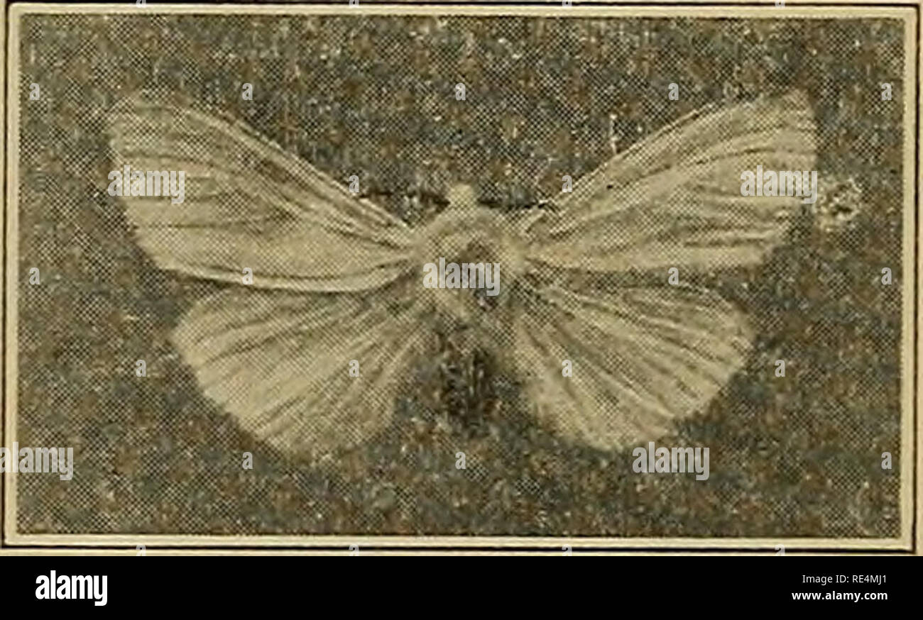 . The eastern tent caterpillar. Eastern tent caterpillar; Trees. Figure ...