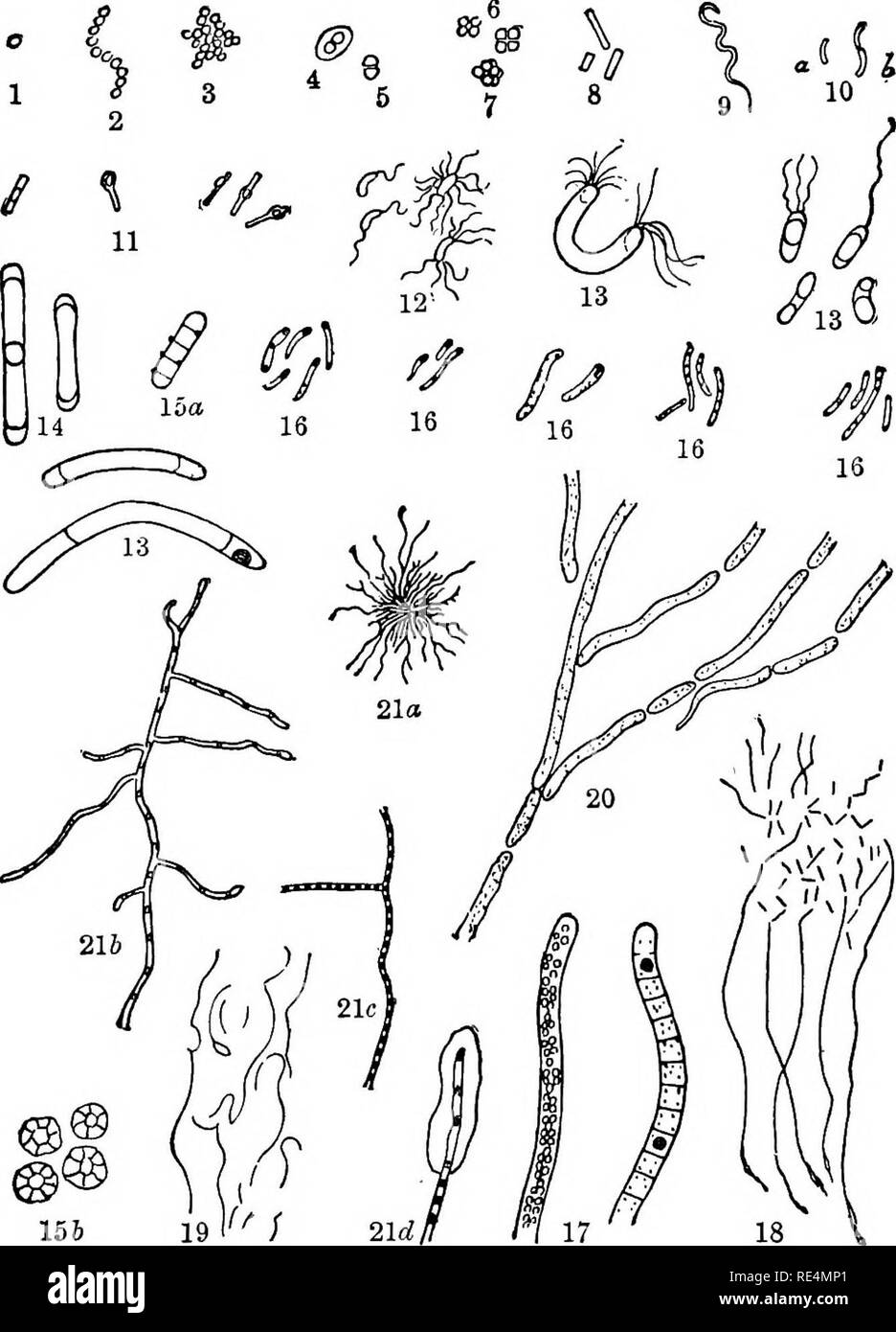 Diplococcus bacteria Black and White Stock Photos & Images - Alamy