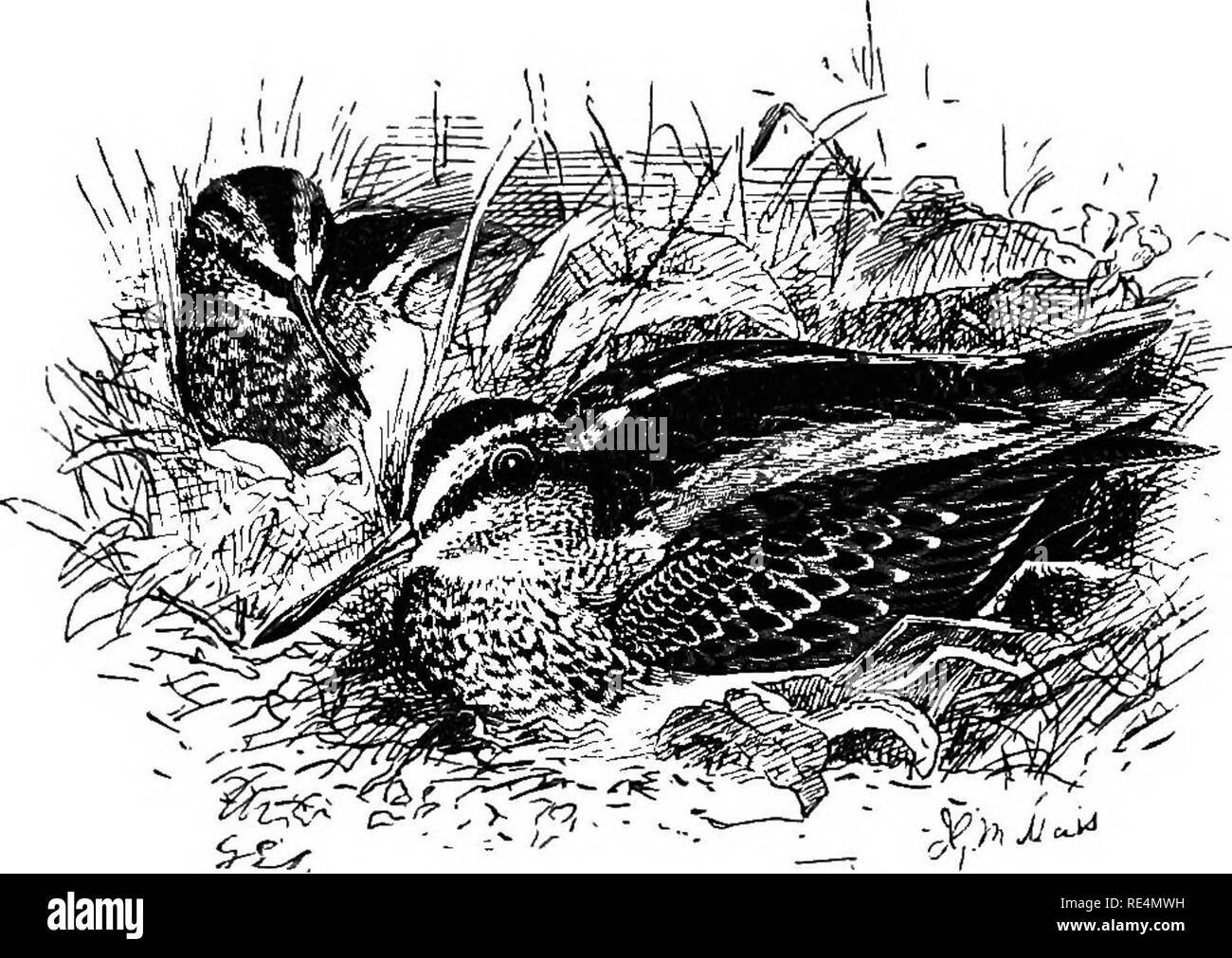 . The geographical distribution of the family Charadriidae, or, The ...