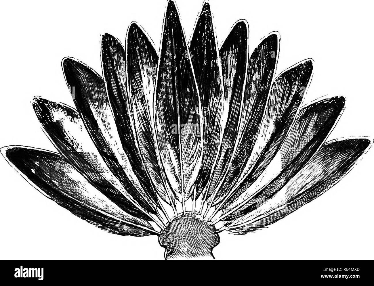 Undescribed form Black and White Stock Photos & Images - Alamy