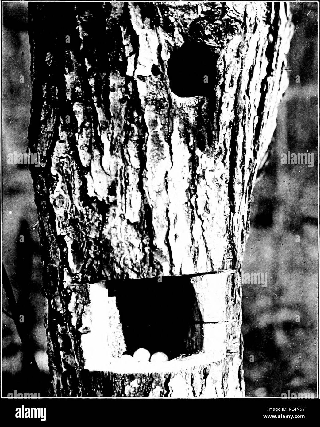 Color images bird Black and White Stock Photos & Images - Alamy