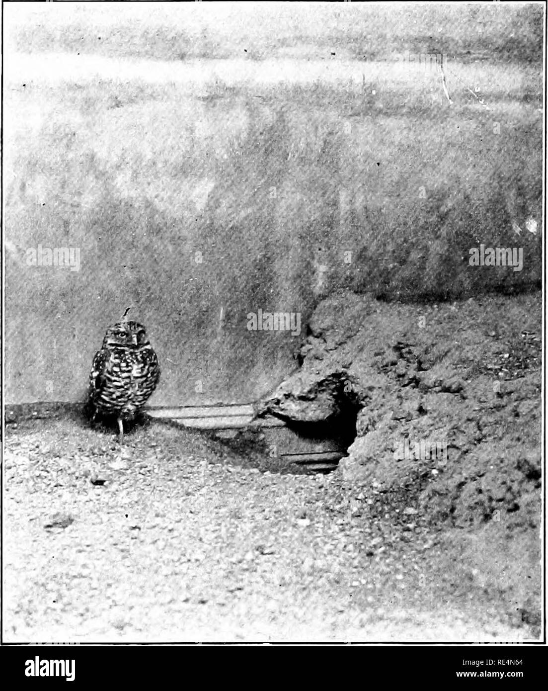 Nesting hornbill Black and White Stock Photos & Images - Alamy