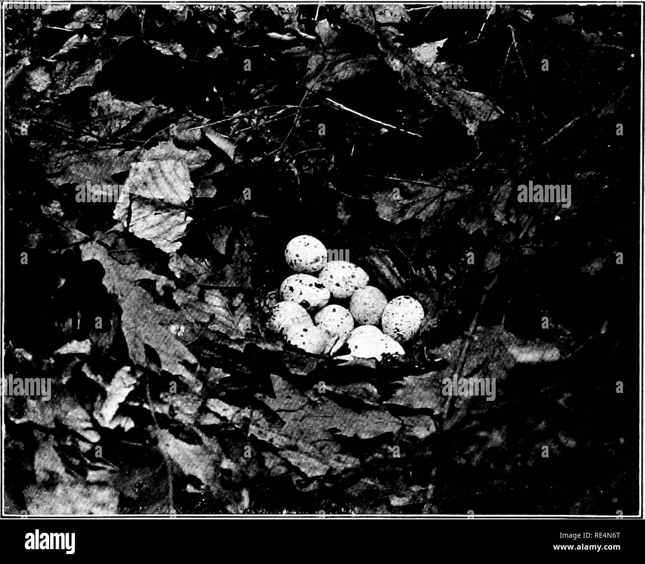 Four legged bird Black and White Stock Photos & Images - Alamy