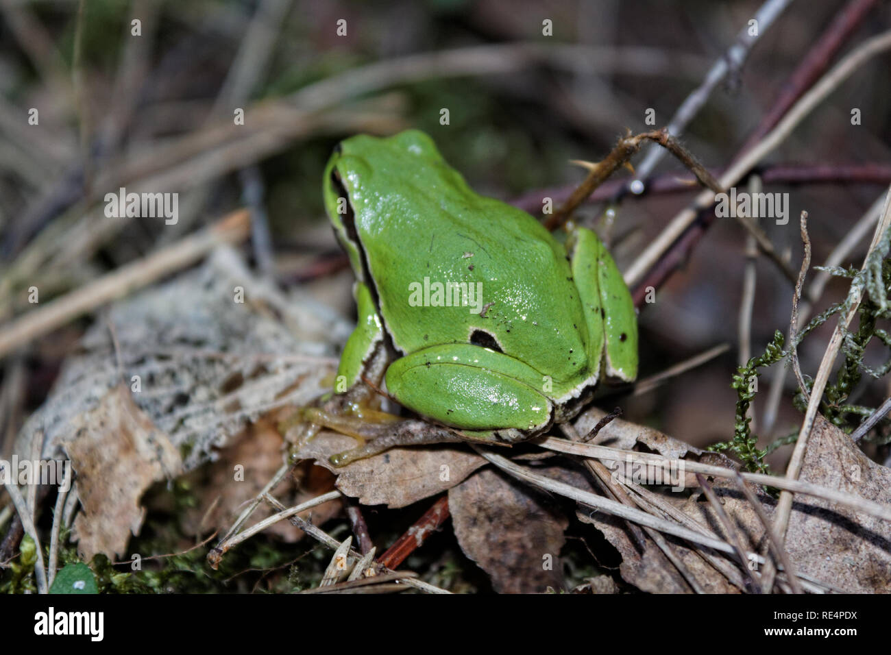 European tree frog treefrog hi-res stock photography and images - Alamy