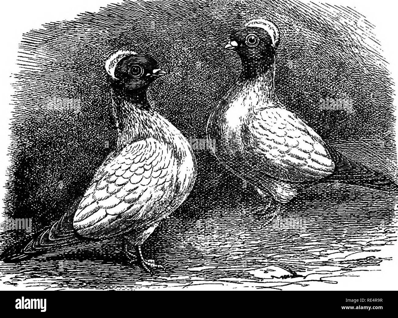 . The practical pigeon keeper. Pigeons. 191 ISFtms have the shaped head ...