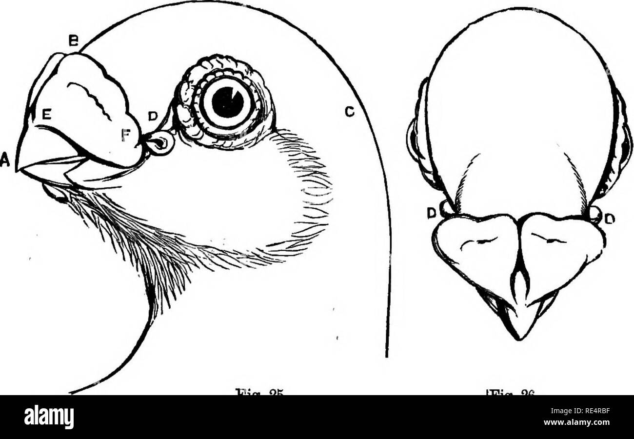 Massive beak Cut Out Stock Images & Pictures - Alamy