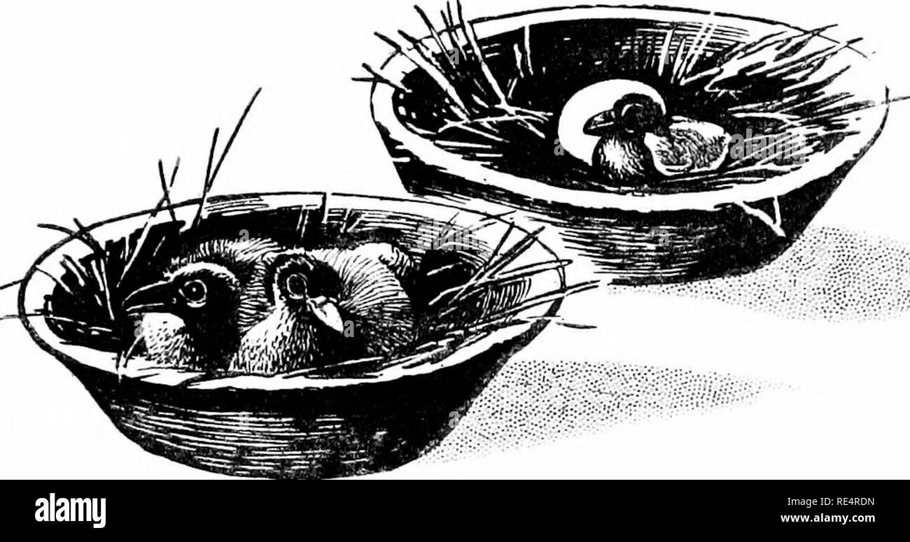 Keatings powder hi-res stock photography and images - Alamy