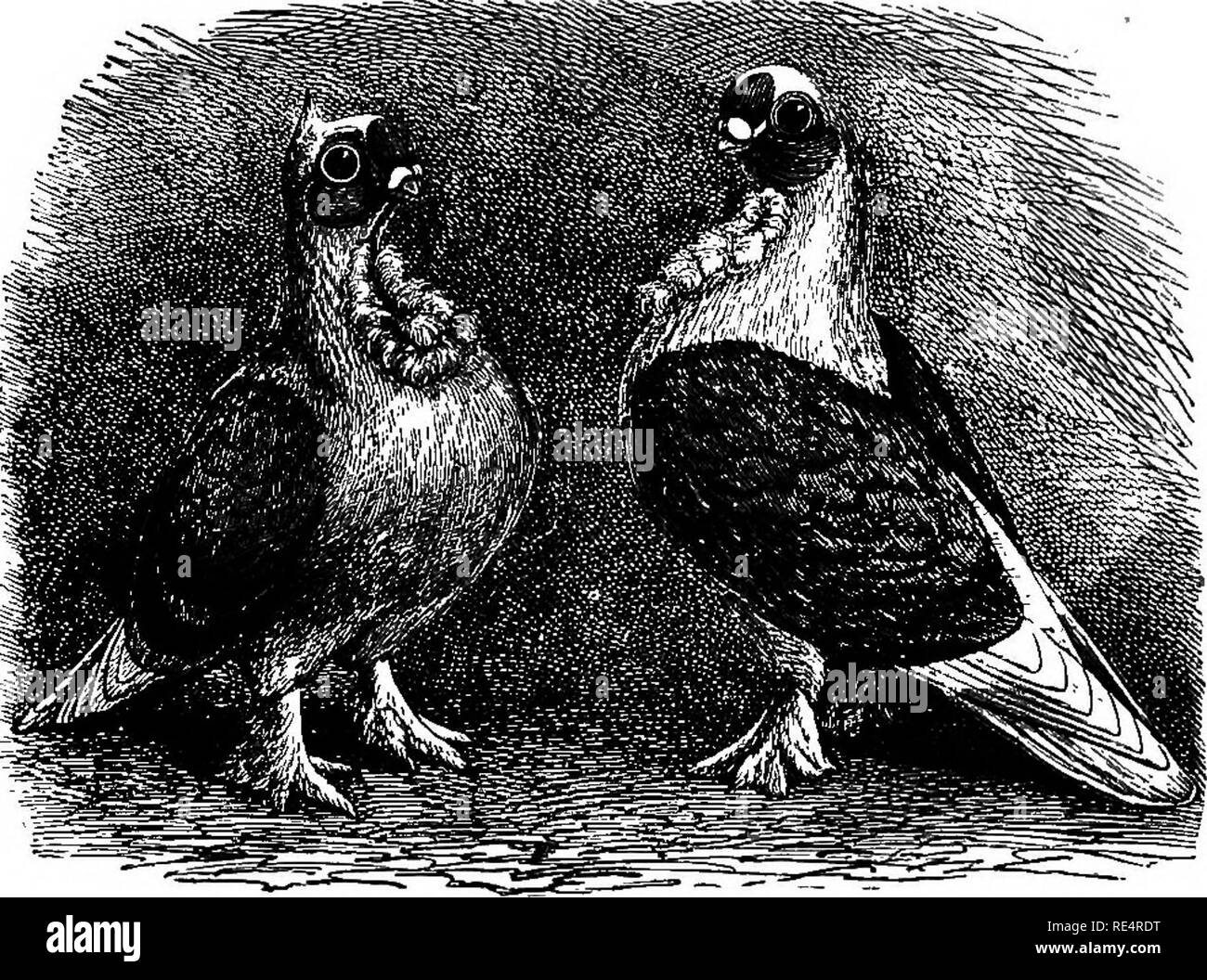 . The practical pigeon keeper. Pigeons. TURBiTEENg. 171 black-headed ...