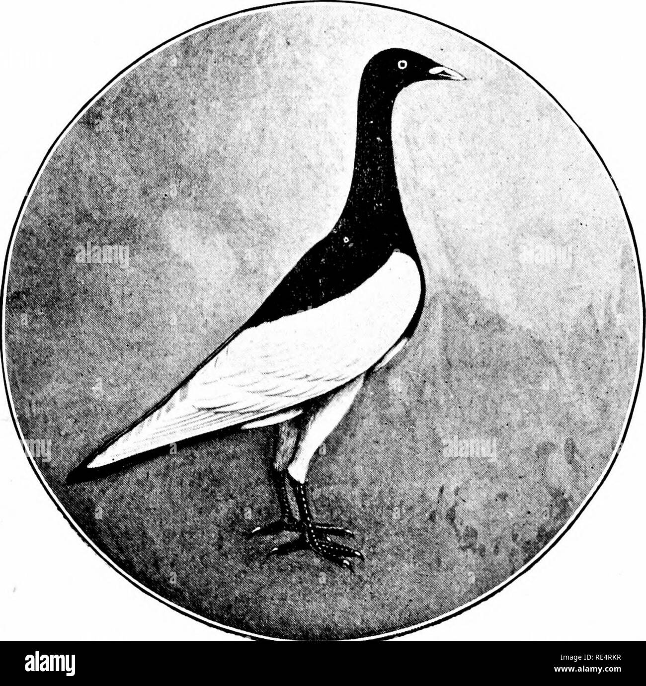 Two turbit pigeons hi-res stock photography and images - Alamy