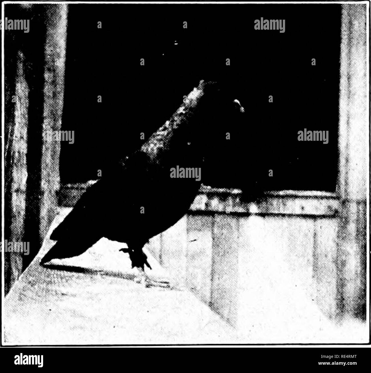 . Profitable pigeon breeding; a practical manual explaining how to ...