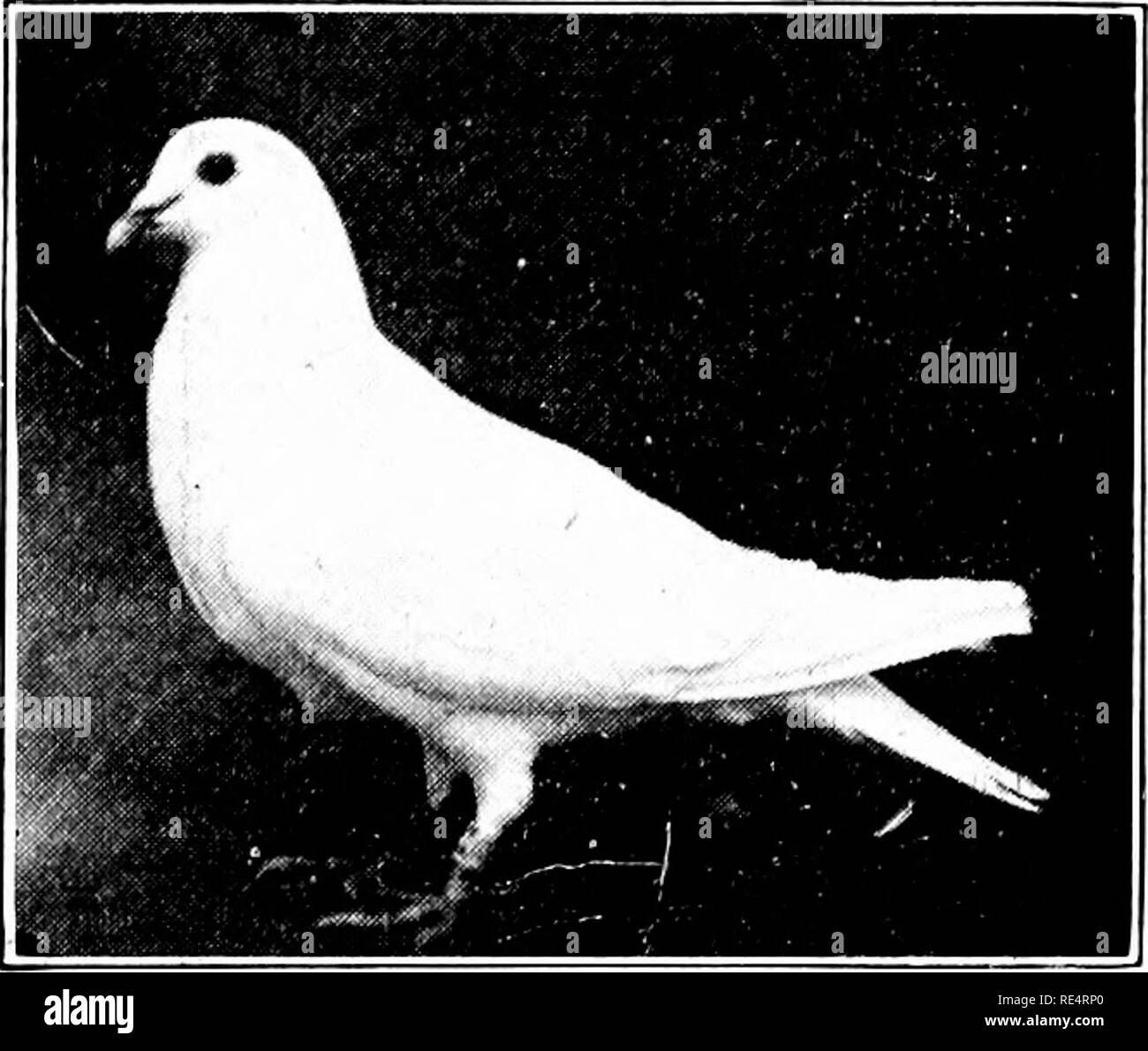 Swiss pigeon breed hi-res stock photography and images - Alamy