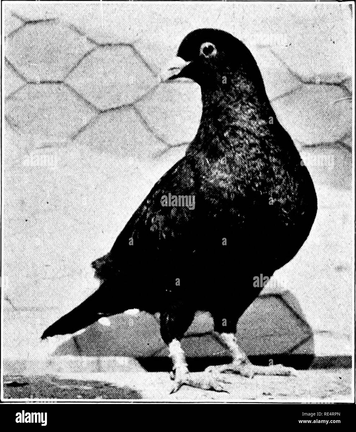 Carneau pigeons Black and White Stock Photos & Images - Alamy