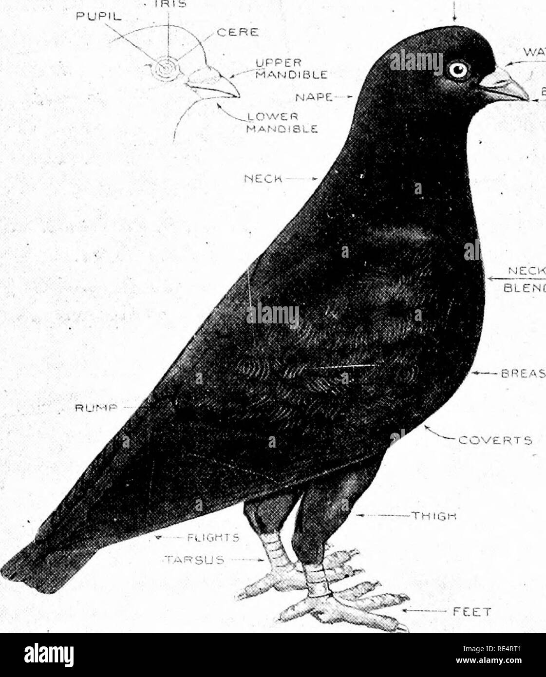 Pigeons breed Cut Out Stock Images & Pictures - Alamy