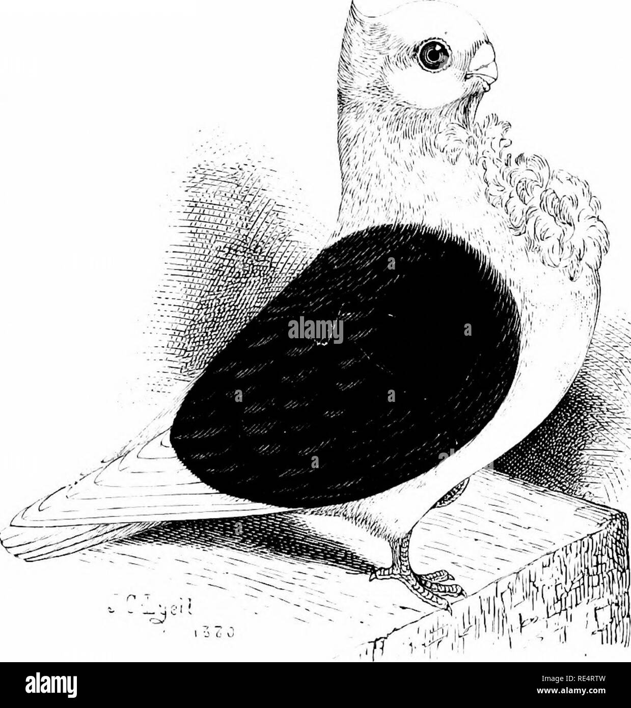 . Fancy pigeons: containing full directions for their breeding and ...
