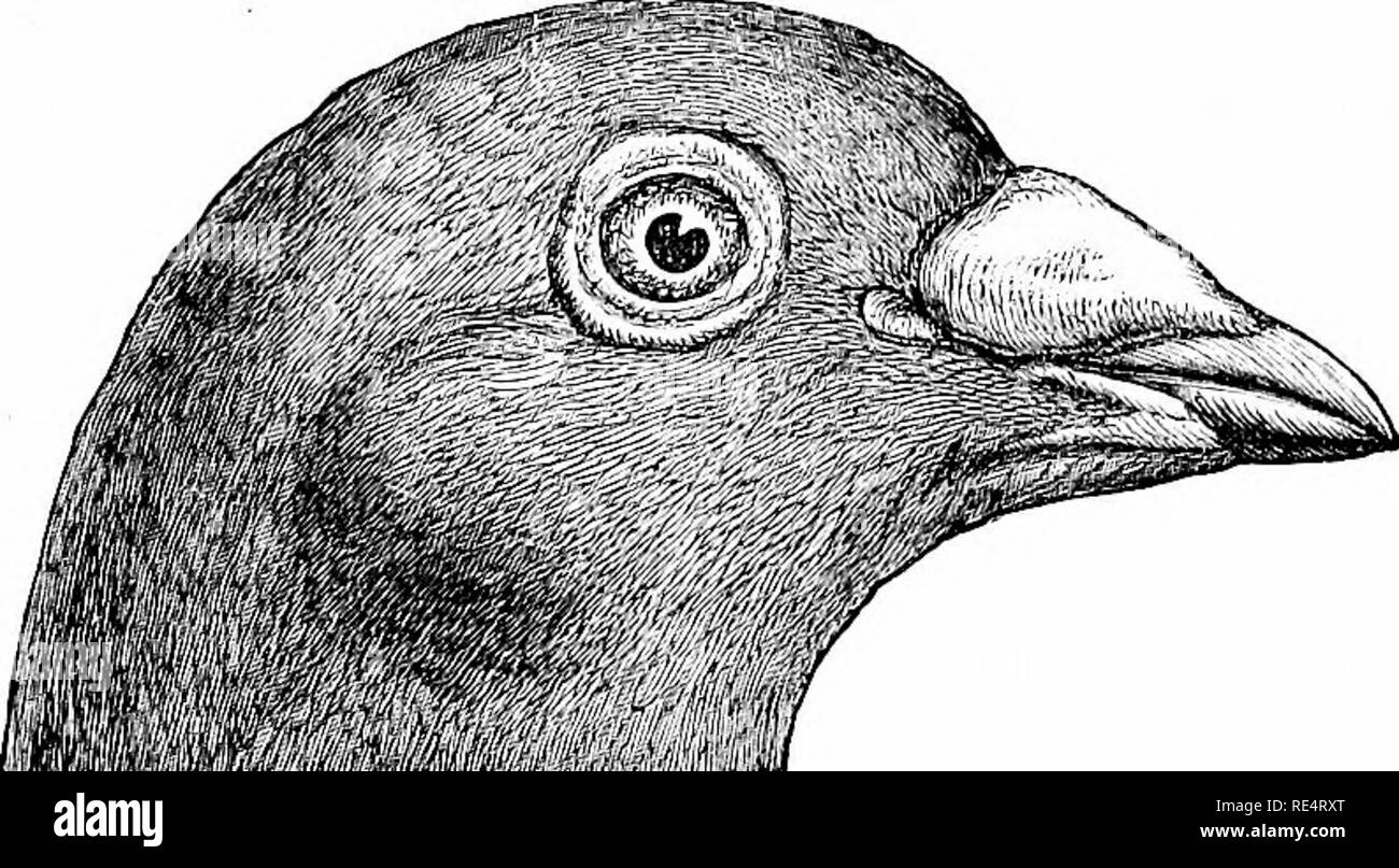 Variety of body types hi-res stock photography and images - Alamy