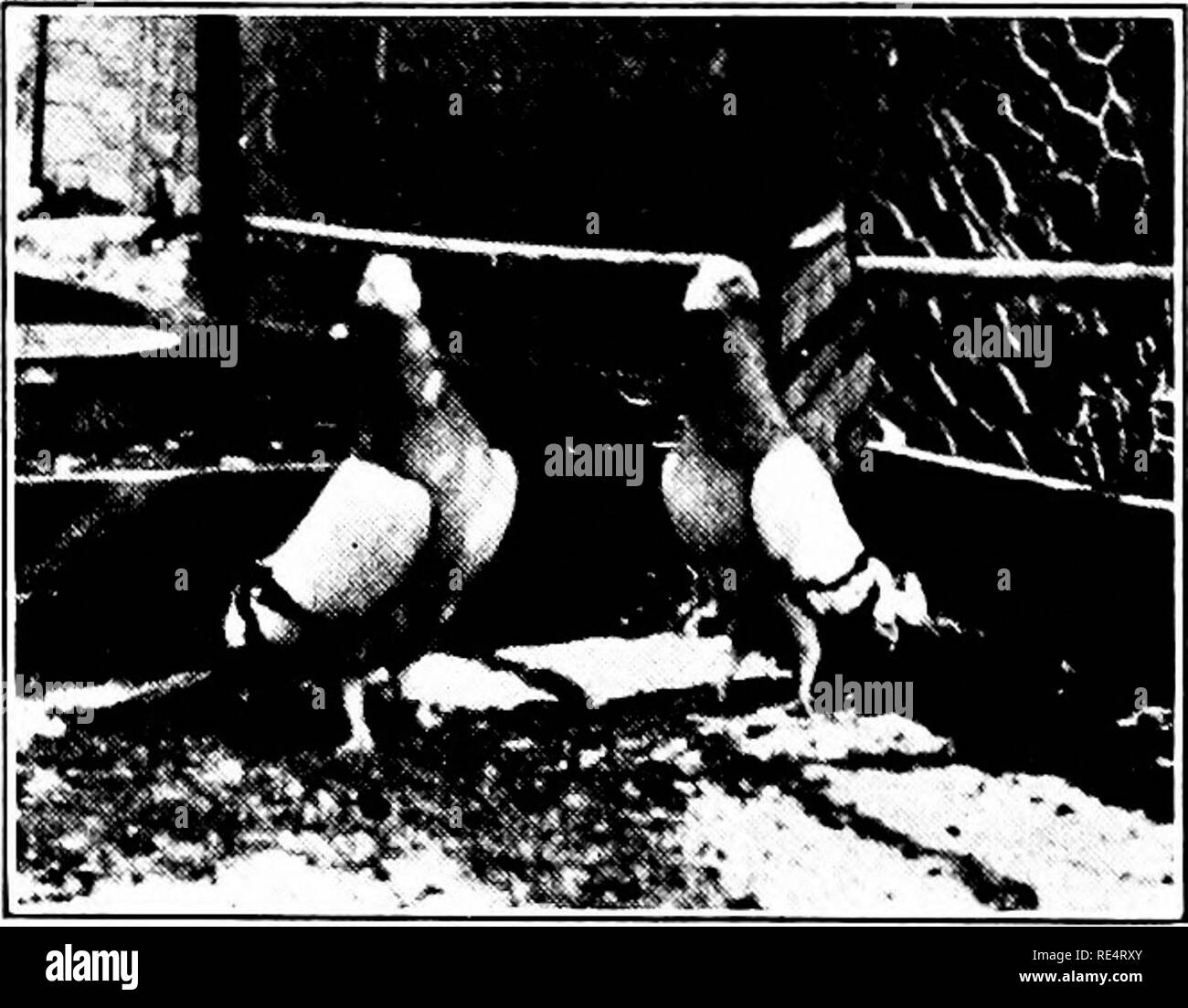 Birds with nesting material Black and White Stock Photos & Images - Alamy