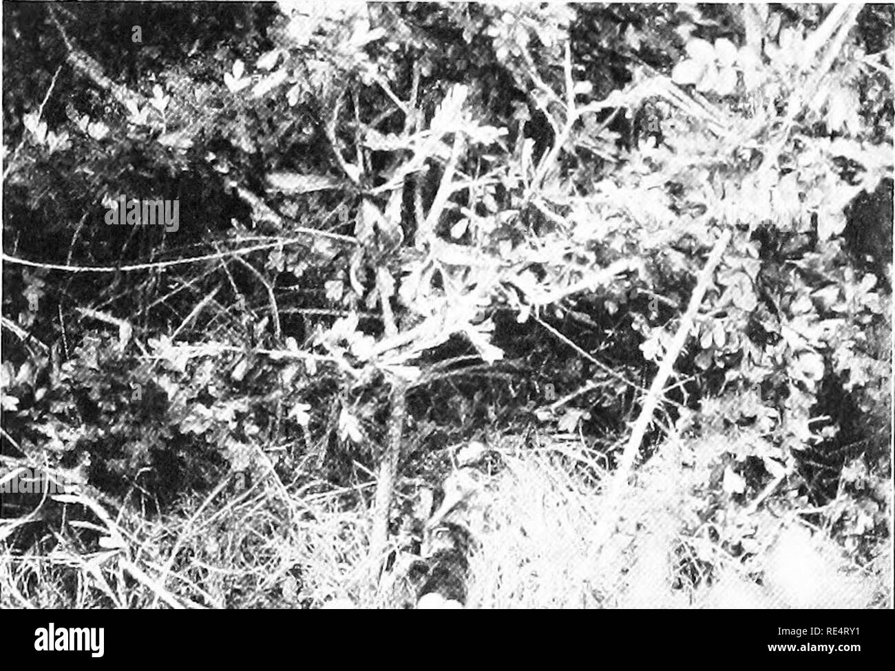 Blue wren nest hi-res stock photography and images - Alamy
