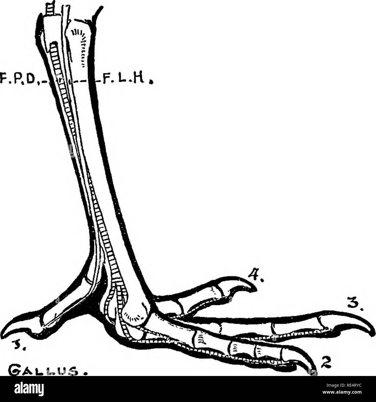 Deep plantar hi-res stock photography and images - Alamy