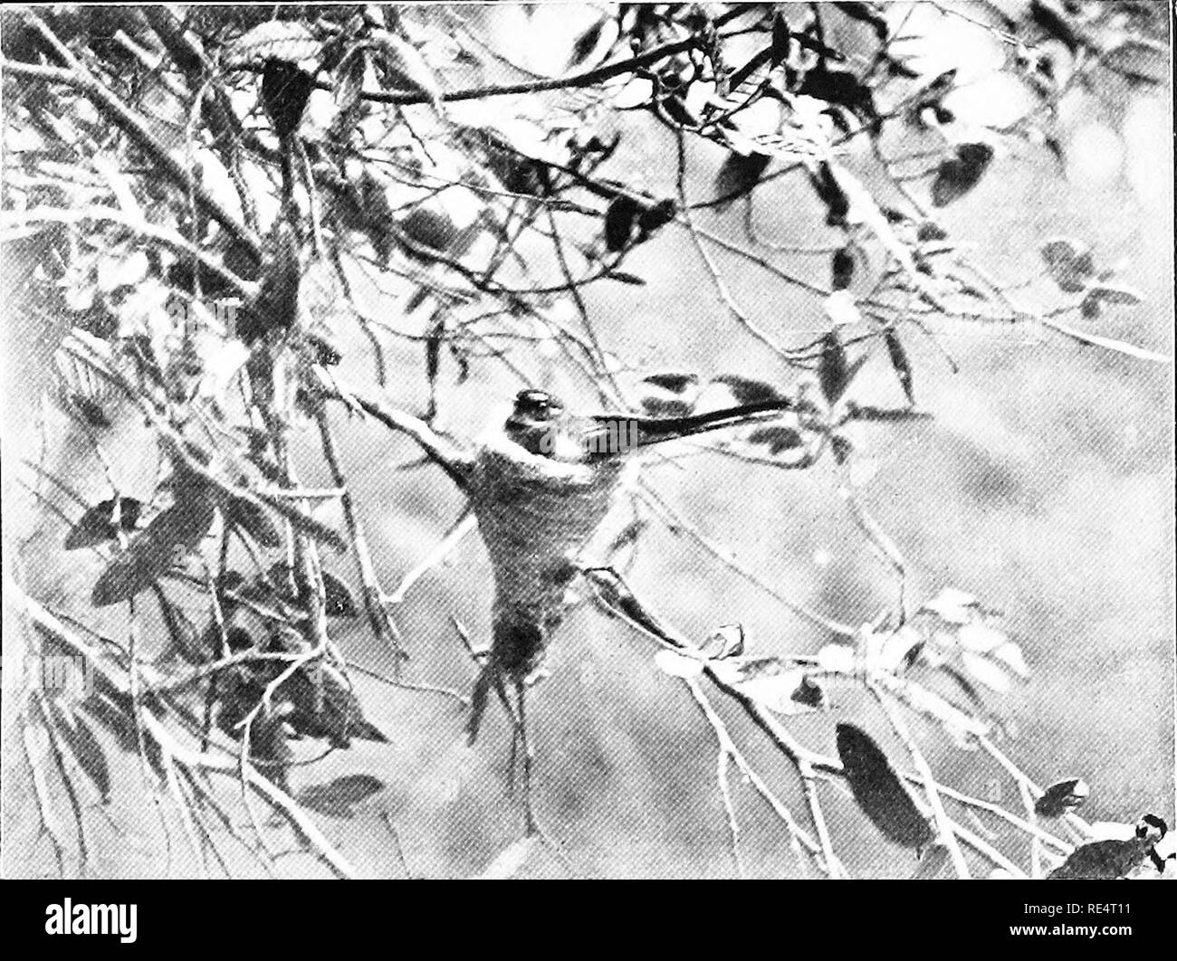 Dusky shrike hi-res stock photography and images - Alamy