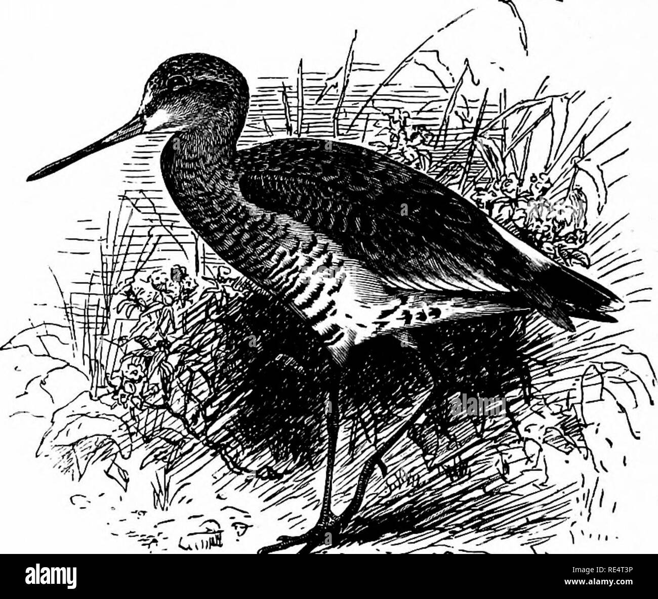 . The birds of the Japanese Empire. Birds. 330 LIMICOL/E. examples ...