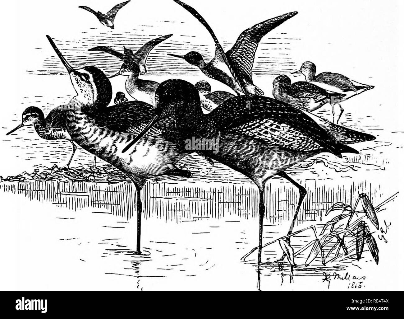 . The birds of the Japanese Empire. Birds. 320 LIMICOL^. The Dusky ...