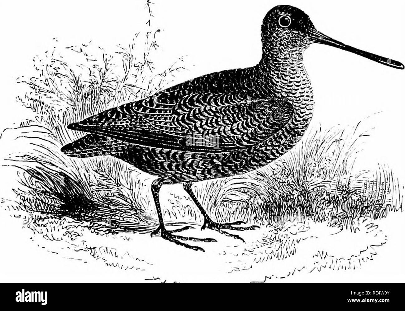 Bunch of rushes Black and White Stock Photos & Images - Alamy