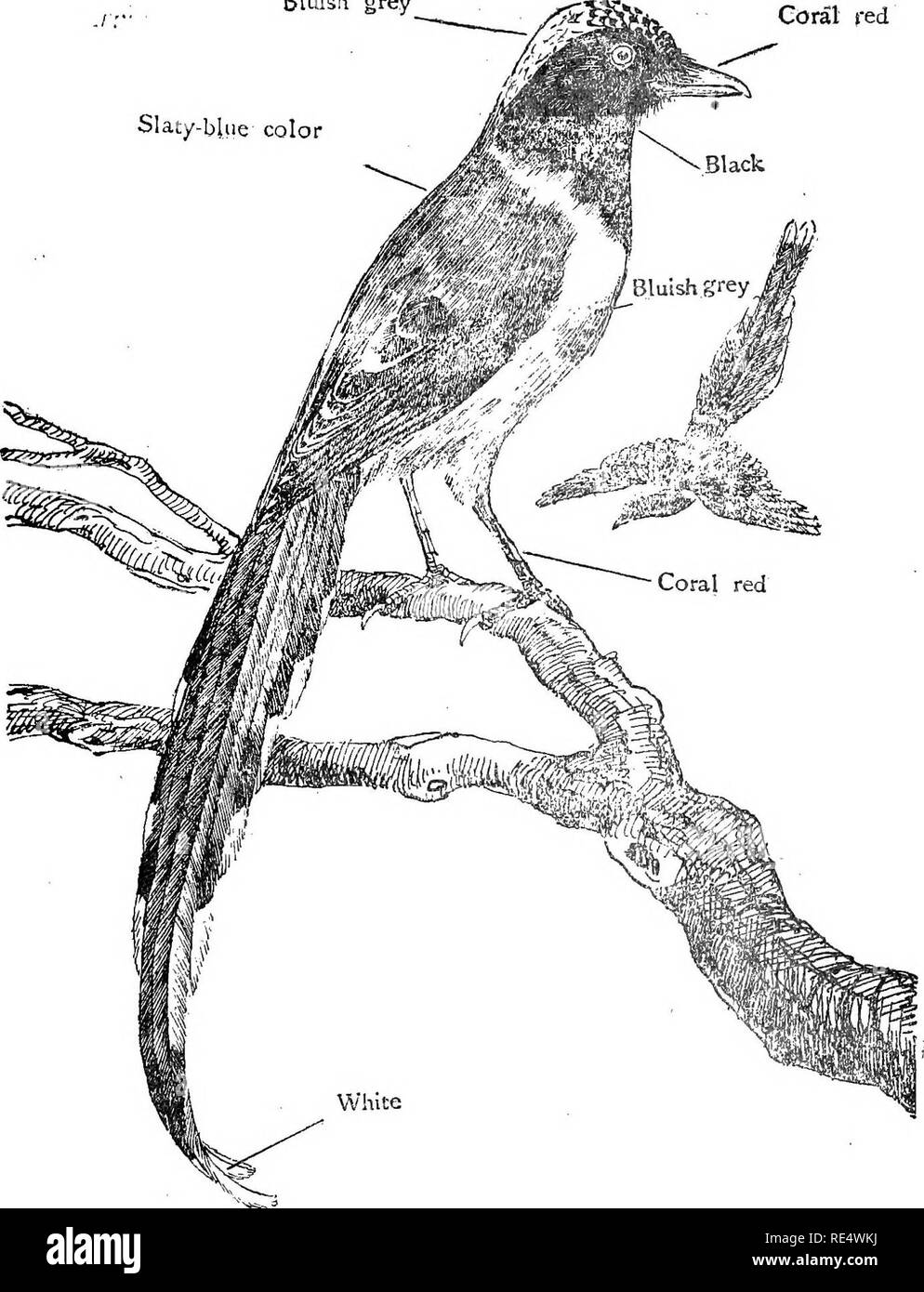 coloring pages of chinas bird