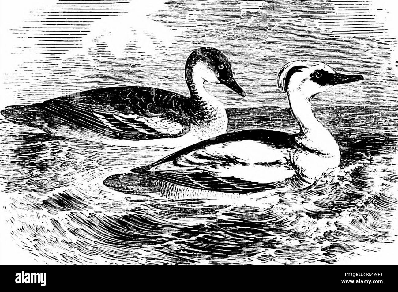 Saw bills Black and White Stock Photos & Images - Alamy