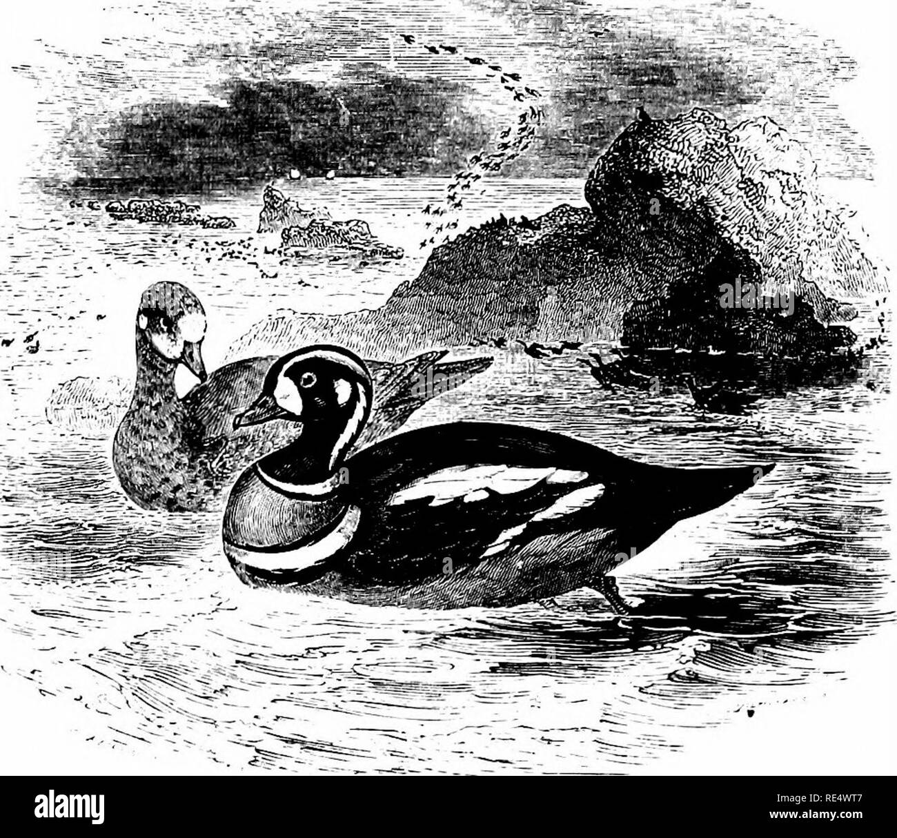 American wood ducks Black and White Stock Photos & Images - Alamy
