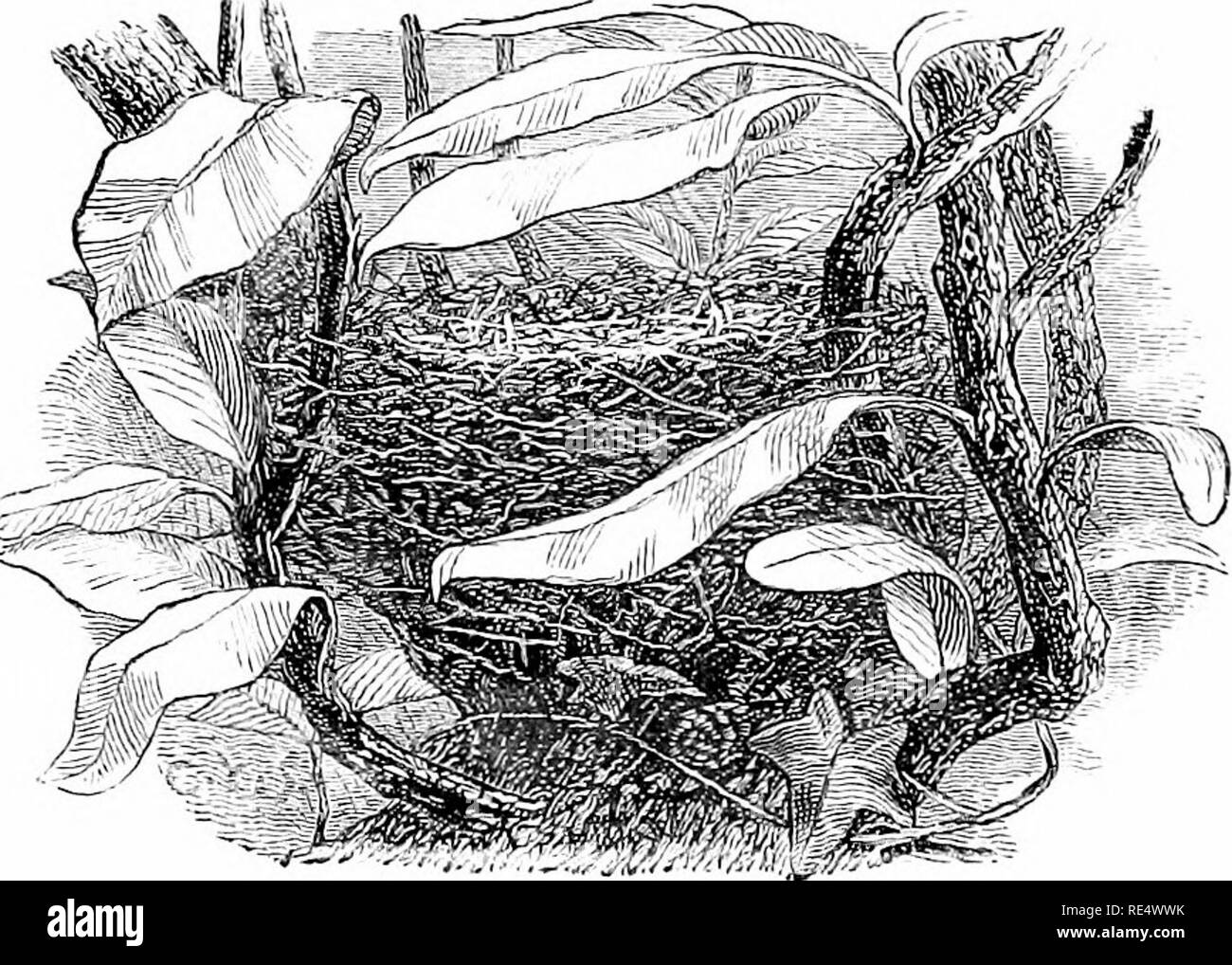 Plumage colour distribution Black and White Stock Photos & Images - Alamy