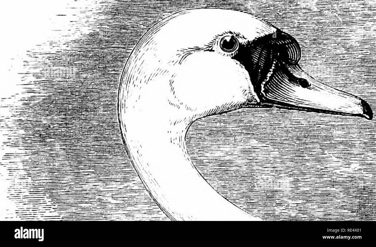 Breeds from late may hi-res stock photography and images - Alamy