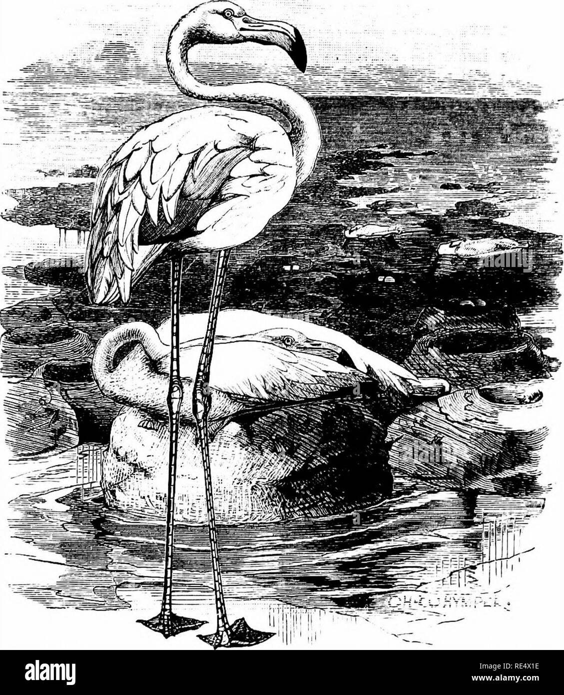 Week flamingo hi-res stock photography and images - Alamy