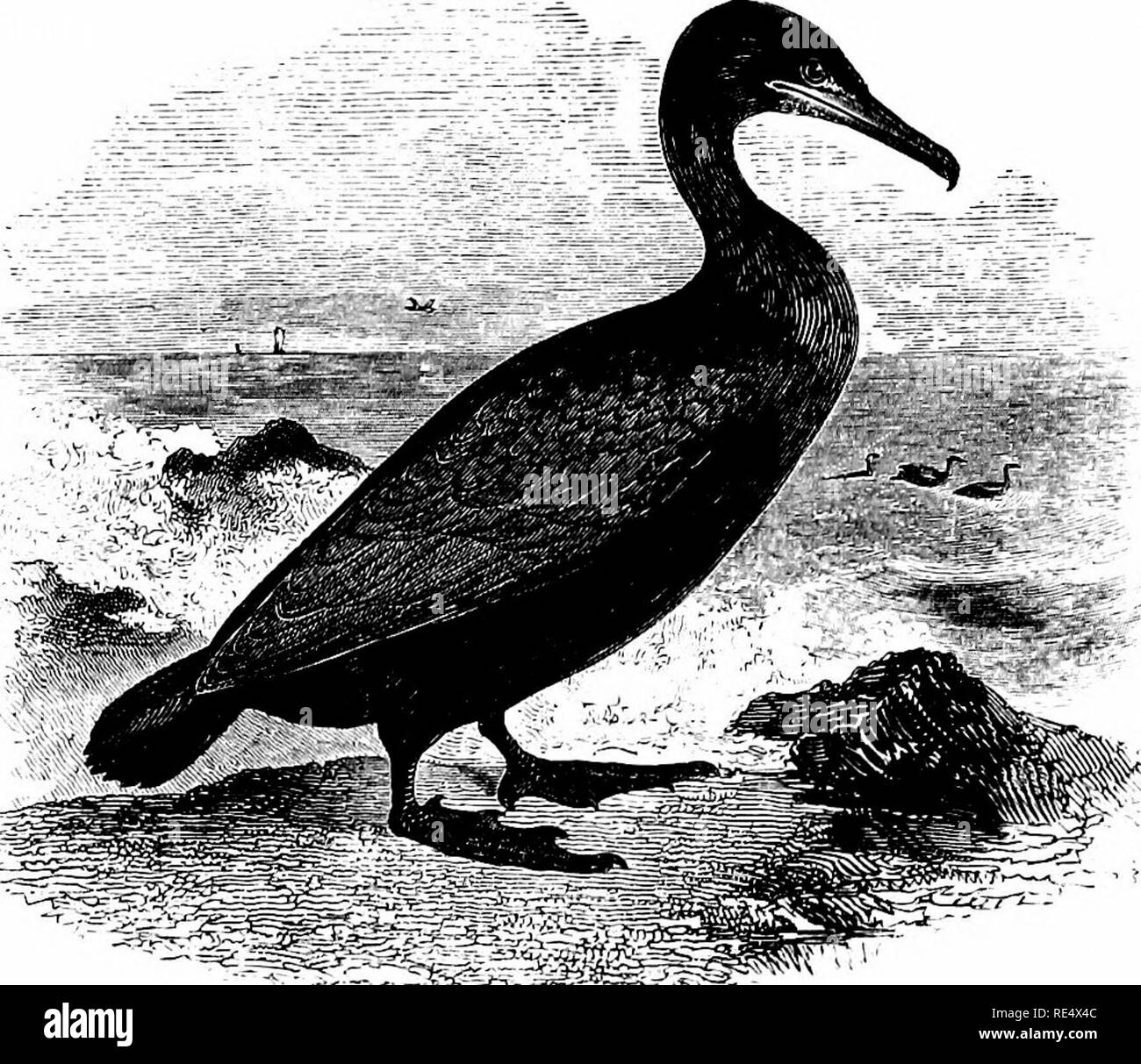 . An illustrated manual of British birds. Birds. PELECANIDiE. 363. ^^^1 ...