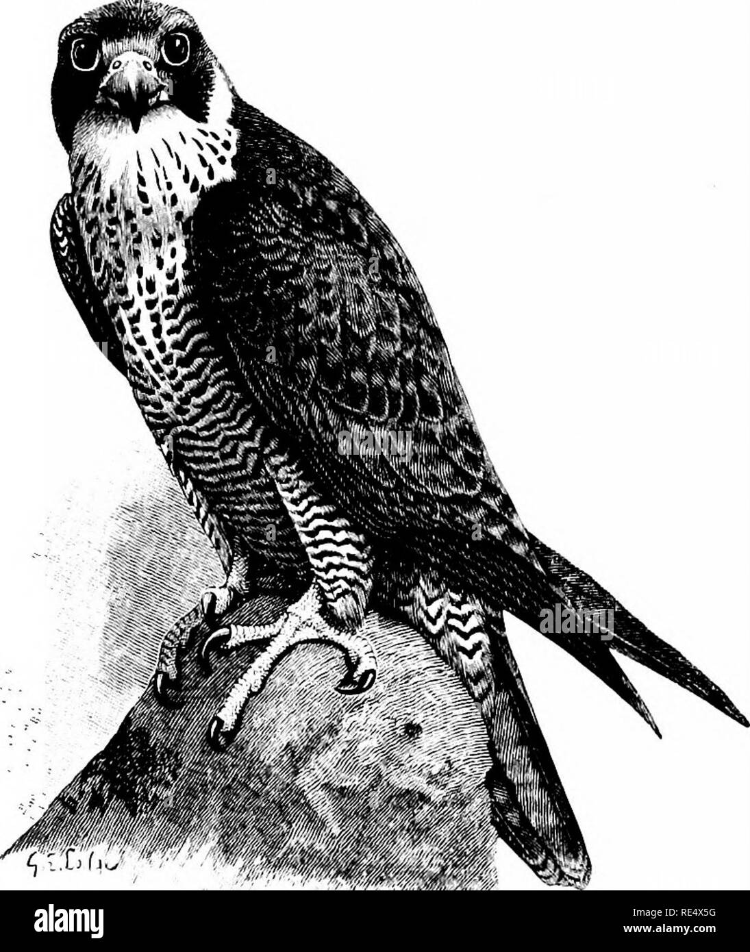 Immature peregrine falcon Black and White Stock Photos & Images - Alamy
